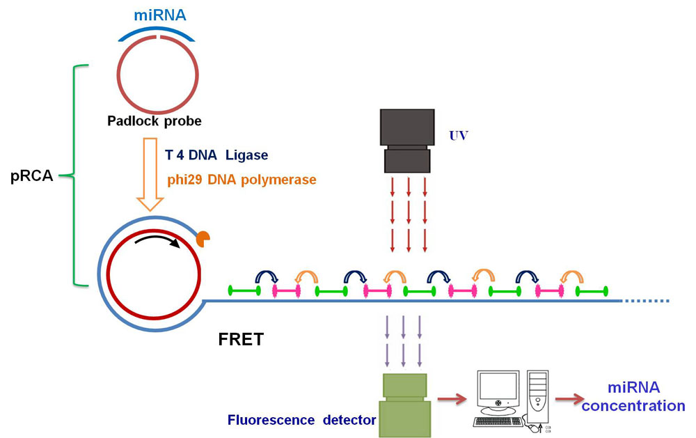 Quantification of microRNA by coupling probe-rolling circle ...