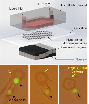 Inkjet-Print Micromagnet Array on Glass Slides for Immunomagnetic ...