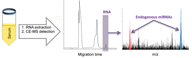 Detection of endogenous MicroRNAs and their post-transcriptional ...