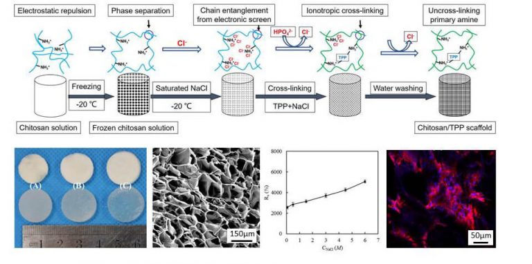 Porous scaffolds with mechanical-biological properties balance for bone ...