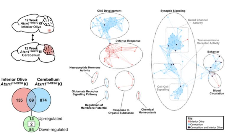 Brain region specific molecular changes in SCA1 - Medicine Innovates