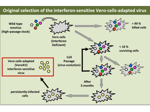 A single mutation in the mammalian orthoreovirus S1 gene is responsible ...
