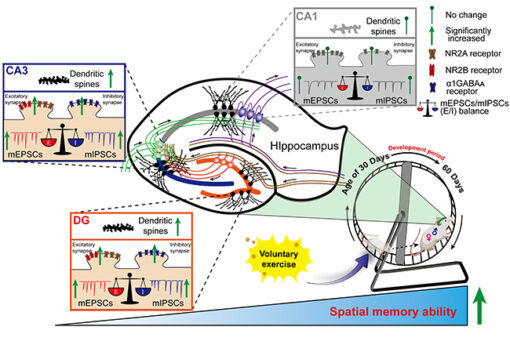 Voluntary Exercise During Puberty Enhances Spatial Memory Through Synaptic and Structural ...