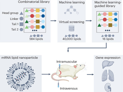 Machine Learning Accelerates Lipid Discovery for Versatile mRNA ...