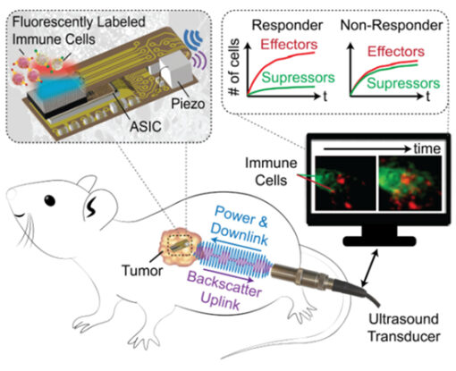Wireless Multicolor Fluorescence Imaging Implant for Real-Time ...