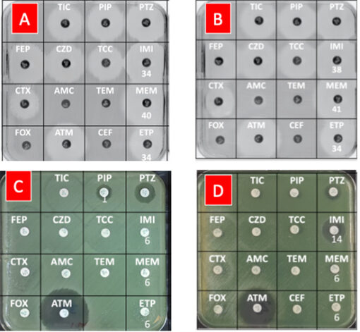 Targeting OprF to Overcome Carbapenem Resistance in Pseudomonas ...